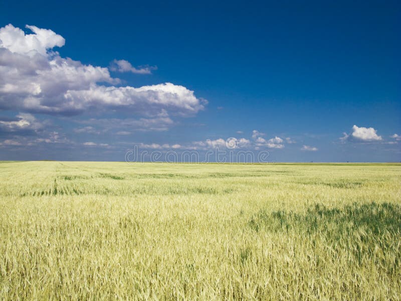 Ield of Barley with Blue Cornflowers Stock Photo - Image of cereal ...