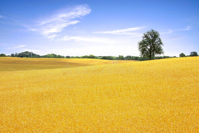 Wheat farm stock photo. Image of farming, countryside - 20964830