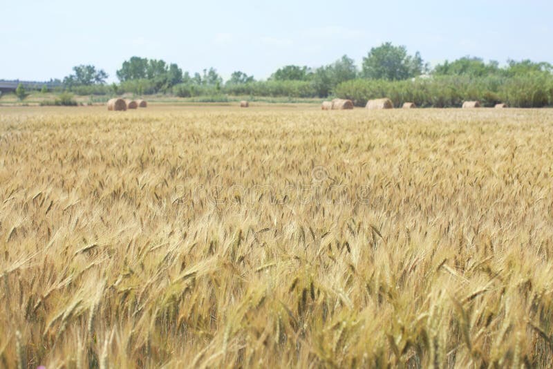 Wheat farm stock photo. Image of cloud, blue, grain, gold - 25011966