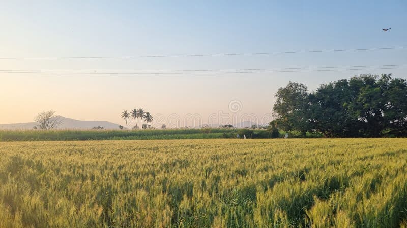 Wheat Farm at Dusk in the India Stock Image - Image of grassland, grain ...