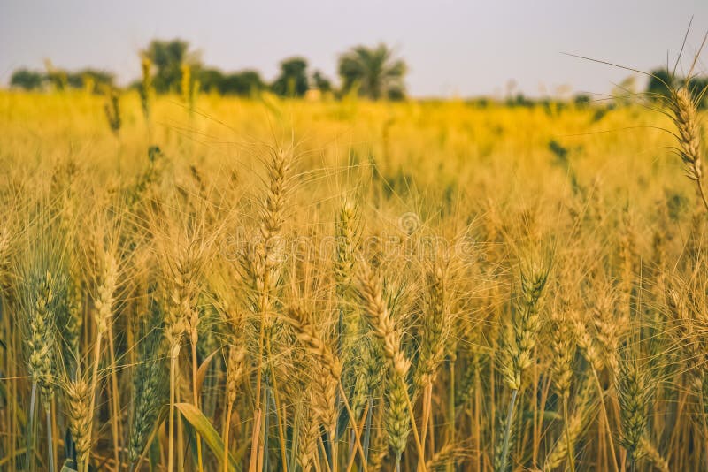 Wheat Farm stock image. Image of season, blue, field - 94398395
