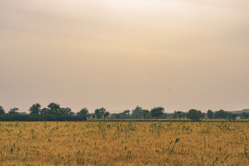 Wheat Farm stock photo. Image of farm, nature, cereal - 94398434