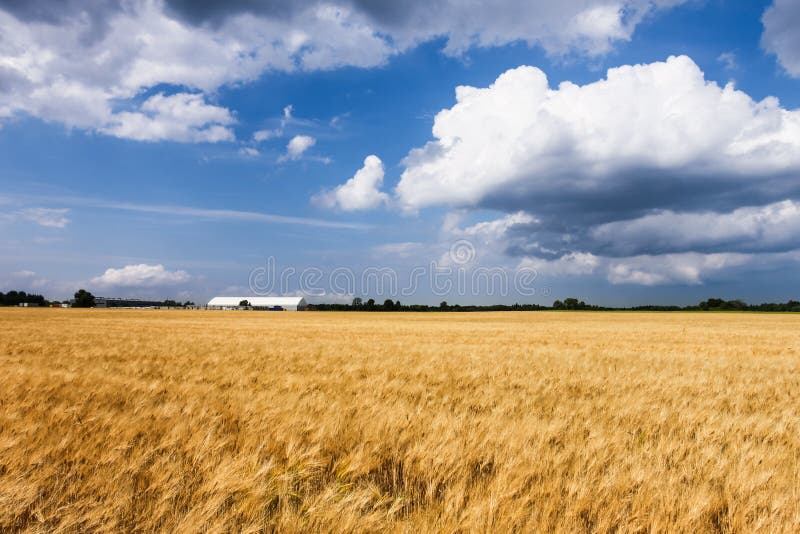 Wheat farm field stock photo. Image of cloudy, clear - 23990284
