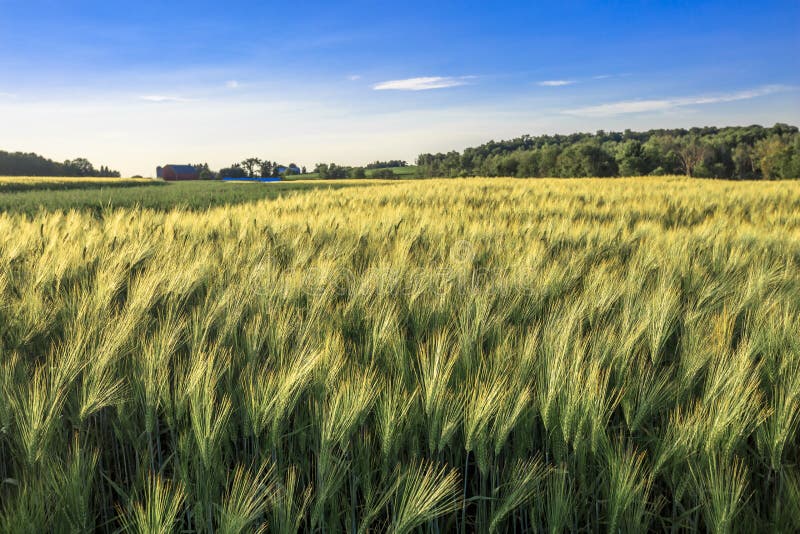 Field of Wheat on a Wisconsin Farm Stock Photo - Image of field, plant ...