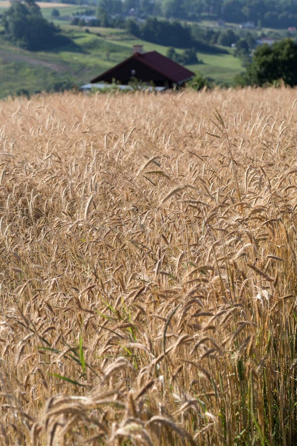 Wheat in a farm field stock photo. Image of countryside - 57922144