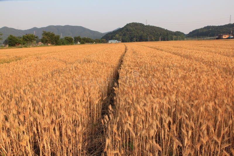 Wheat in a farm field stock photo. Image of walkway - 119123992