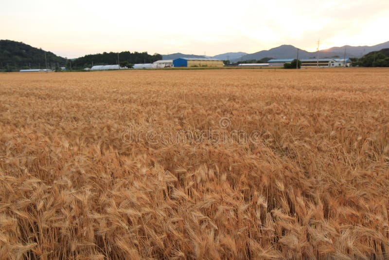 Wheat in a farm field stock image. Image of field, scenic - 119123845