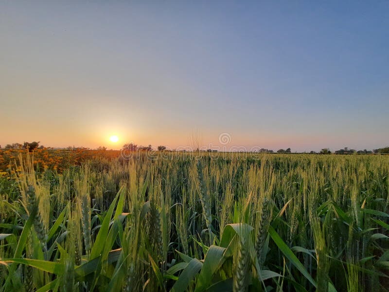 Wheat Farm in India Sun Set Stock Image - Image of tree, crop: 211575217