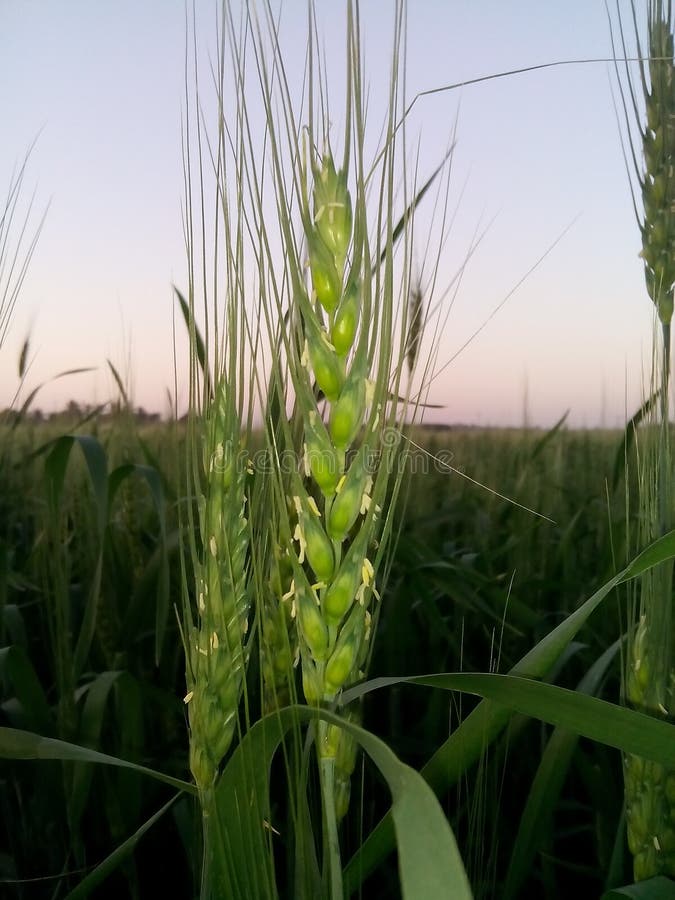 Wheat farm. stock image. Image of wheat, green, farm - 95627689
