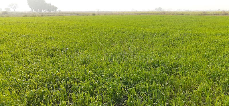 Wheat Farming in India. the Farmer of India is Very Hardworking Stock ...