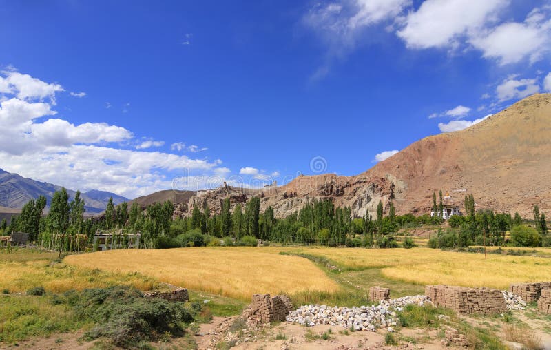 Wheat farming at Ladakh stock photo. Image of field, india - 46983552