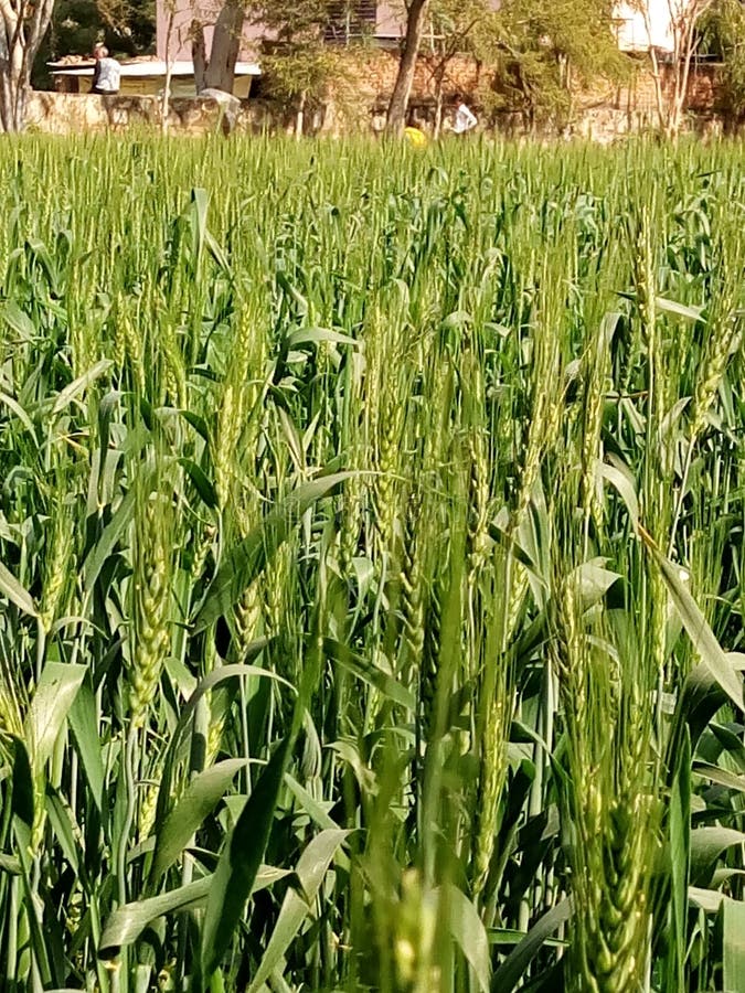 Wheat Farming Land , Long Wheat Bali. Stock Image - Image of farming ...