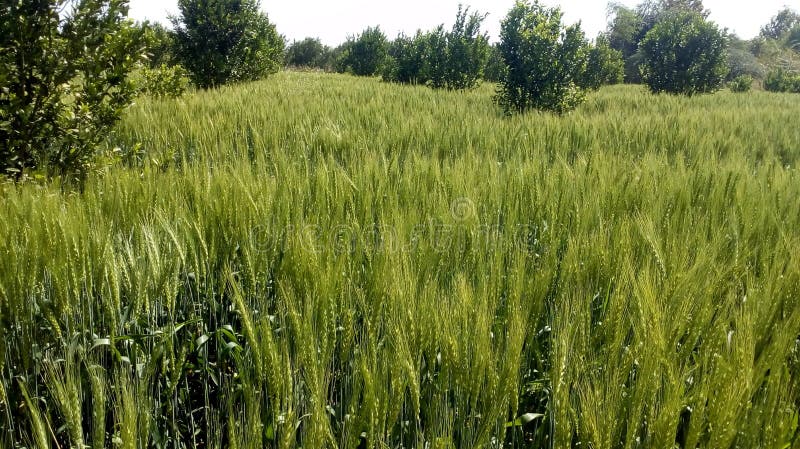 Wheat farming stock photo. Image of wheat, good, farming - 127187698