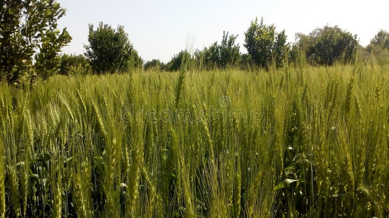 Wheat farming stock image. Image of good, farming, nice - 127187737