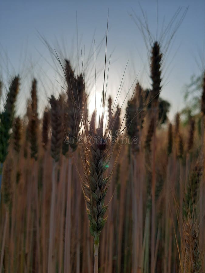 Wheat Farming Sunset and Lady Bug Insect Stock Image - Image of farming ...