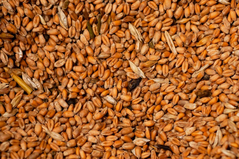 Wheat for Feed for Chickens on the Farm Full Screen Stock Photo - Image ...