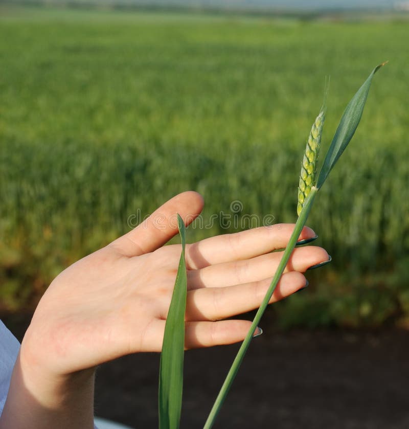 Wheat on a female hand stock image. Image of growth, gold - 4604055