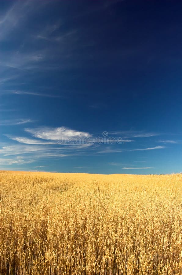 Wheat field. Agriculture stock photo. Image of natural - 15046490