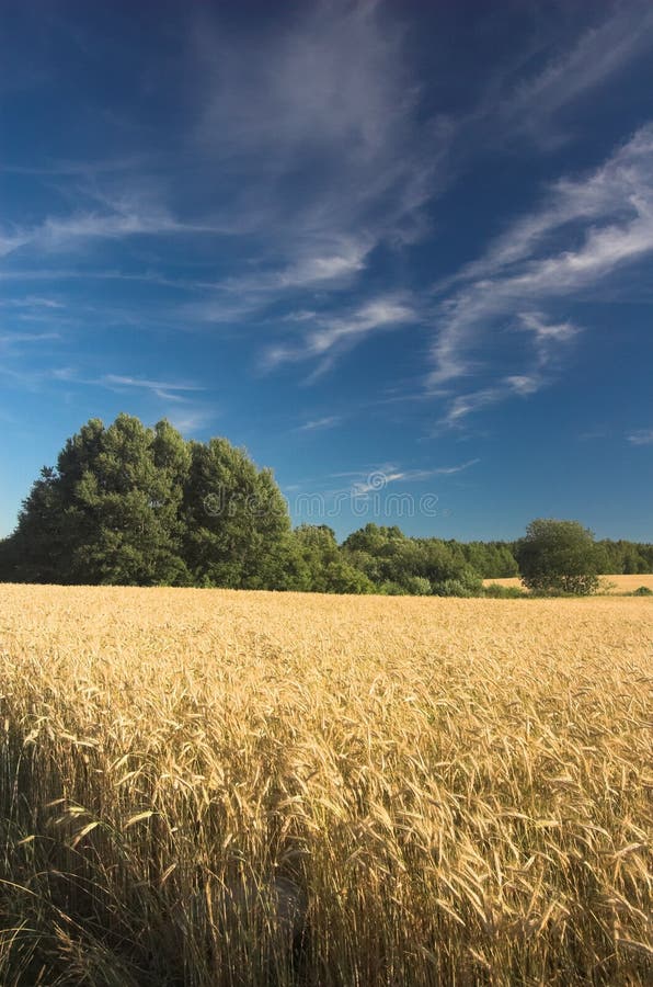 Wheat field stock photo. Image of spring, seasonal, ground - 1051114