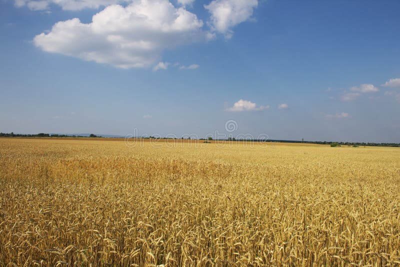 Wheat field. stock image. Image of rural, crop, bale - 13484281