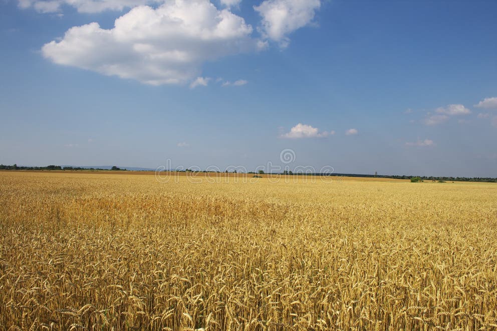 Wheat field. stock image. Image of rural, crop, bale - 13484281