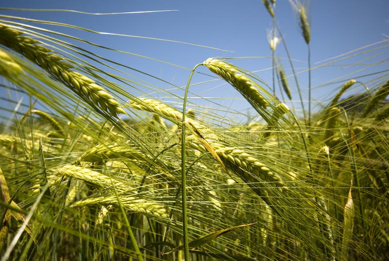Wheat field stock image. Image of plantation, growing - 14652491