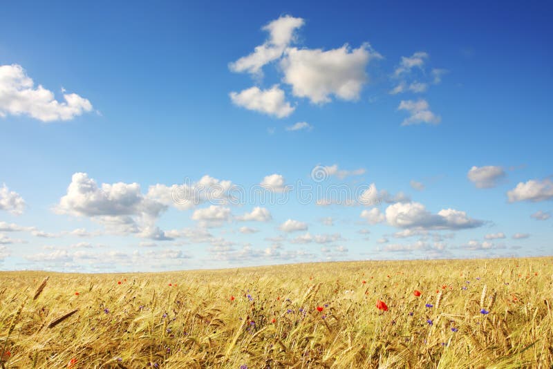 Meat products stock image. Image of color, fresh, calorie - 9007885
