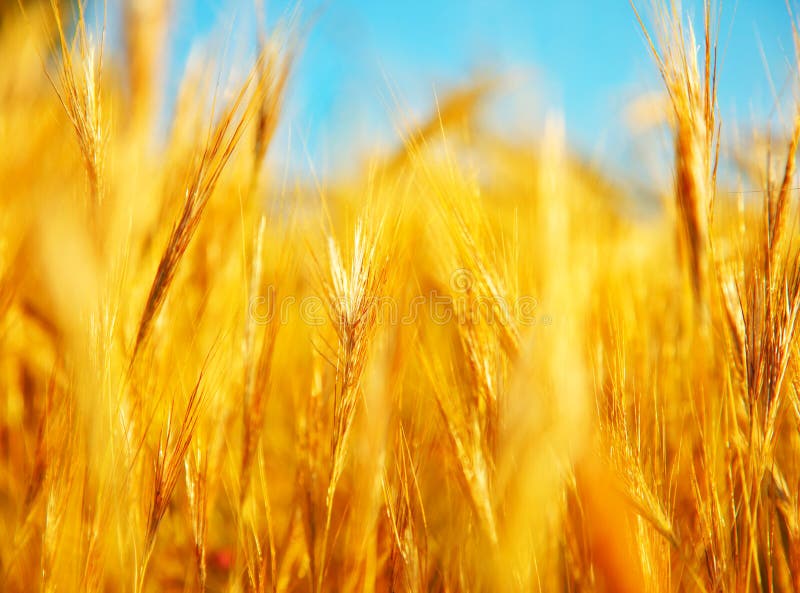 Wheat field. Agriculture stock photo. Image of natural - 15046490
