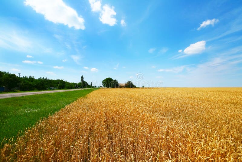 Kansas farm wheat stock photo. Image of county, blue, mountain - 7170768