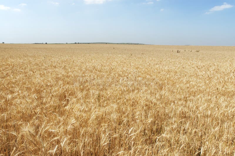 Wheat field landscape stock photo. Image of fall, farmland - 1031310