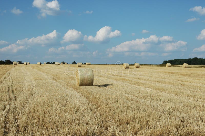 Wheat stock photo. Image of field, wheat, core, grain, bread - 14468