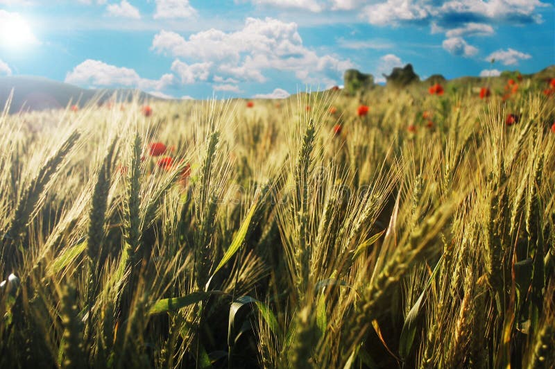 Wheat field stock photo. Image of europe, agriculture - 18162192