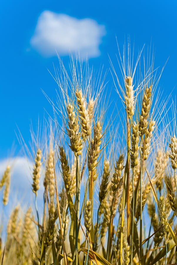 Wheat field stock image. Image of golden, nature, blue - 16009229