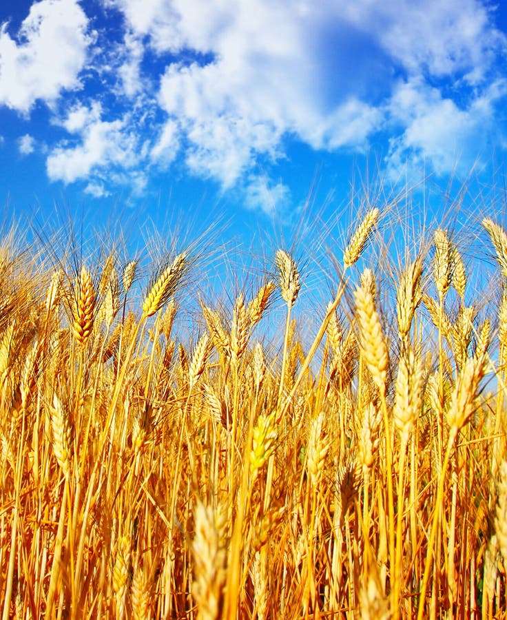Wheat border stock photo. Image of grungy, autumn, agriculture - 21628846