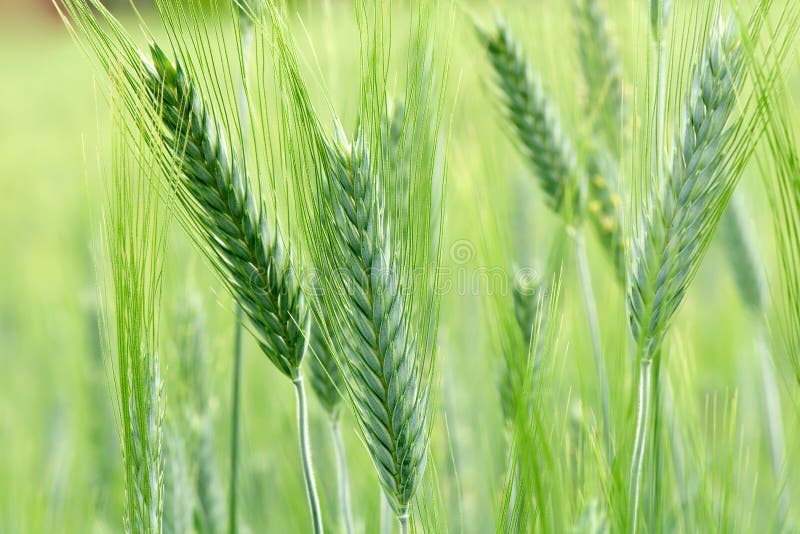 Wheat field stock image. Image of detail, field, growth - 22200925