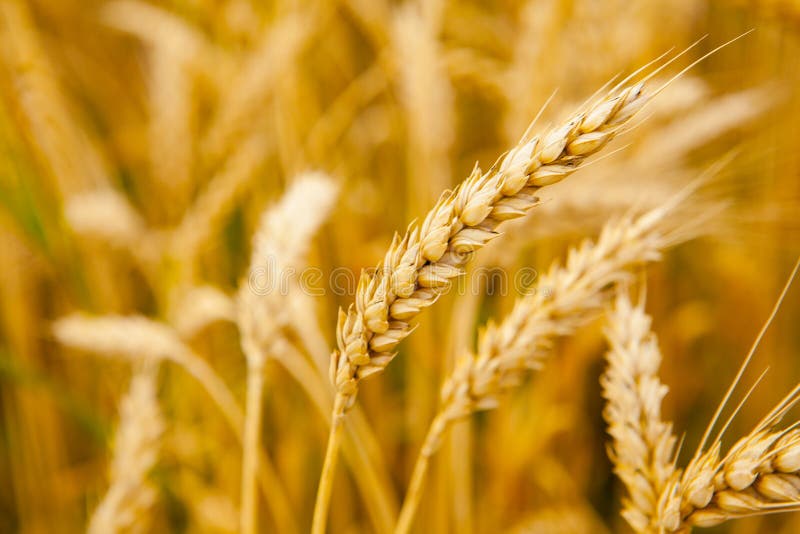 Field of wheat in summer stock image. Image of golden - 254090891