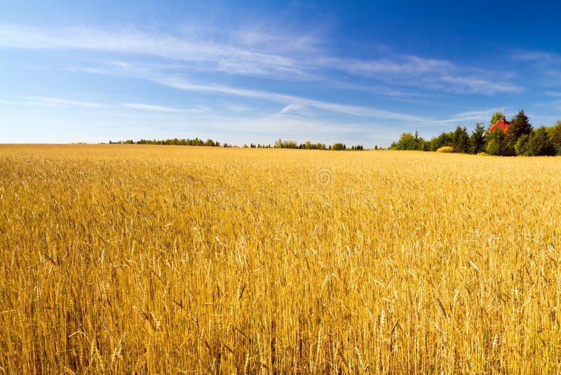Wheat field stock photo. Image of spring, seasonal, ground - 1051114