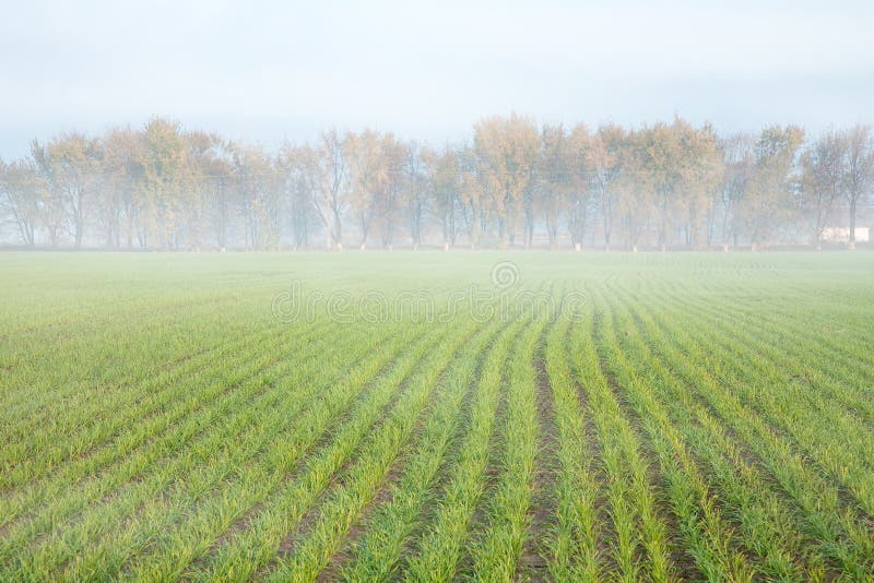 Frost on the grass stock image. Image of outdoor, grass - 23228993