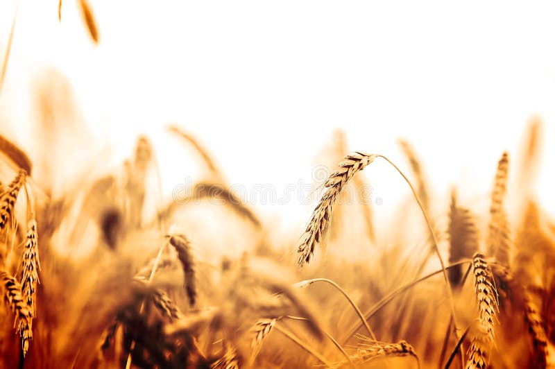 Wheat field stock image. Image of closeup, straw, crop - 3430565