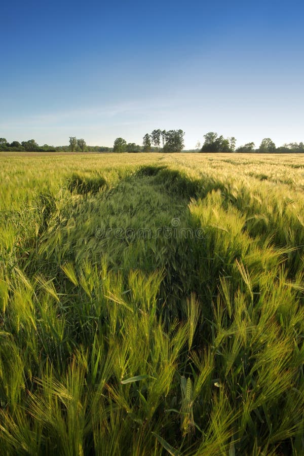 Wheat Field Picture. Image: 962353