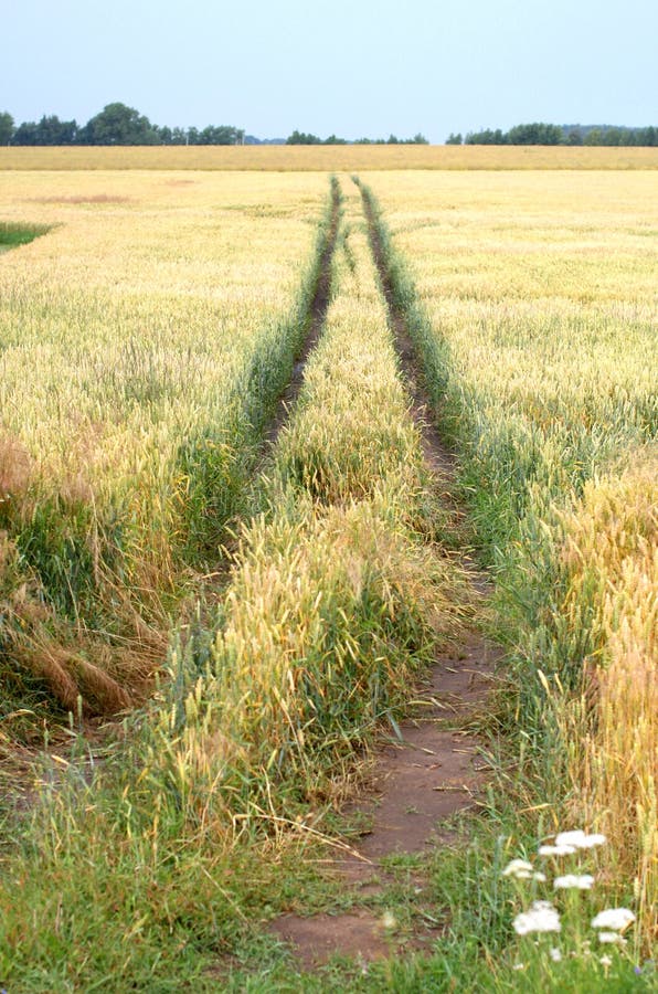 Path through wheatfield stock photo. Image of wheat, field - 11177412