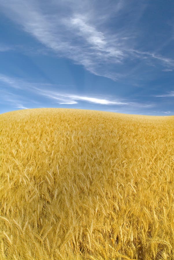 Wheat Field Picture. Image: 962353