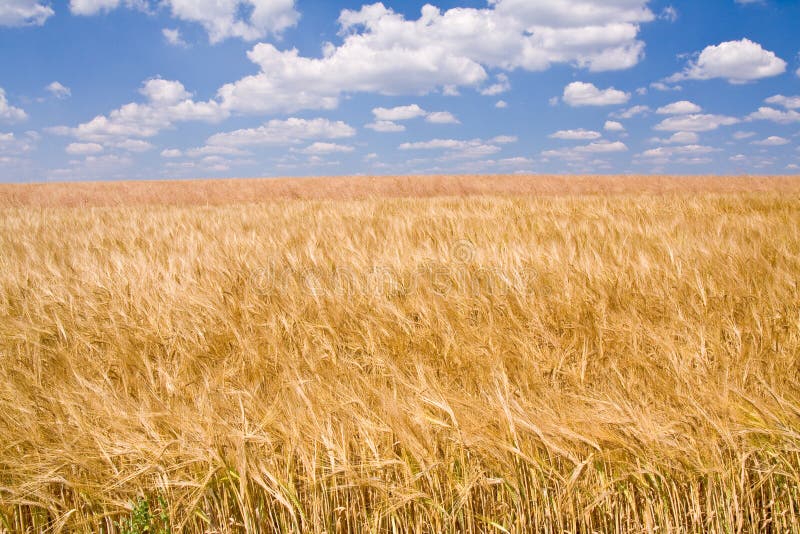 Wheat field stock photo. Image of spring, seasonal, ground - 1051114