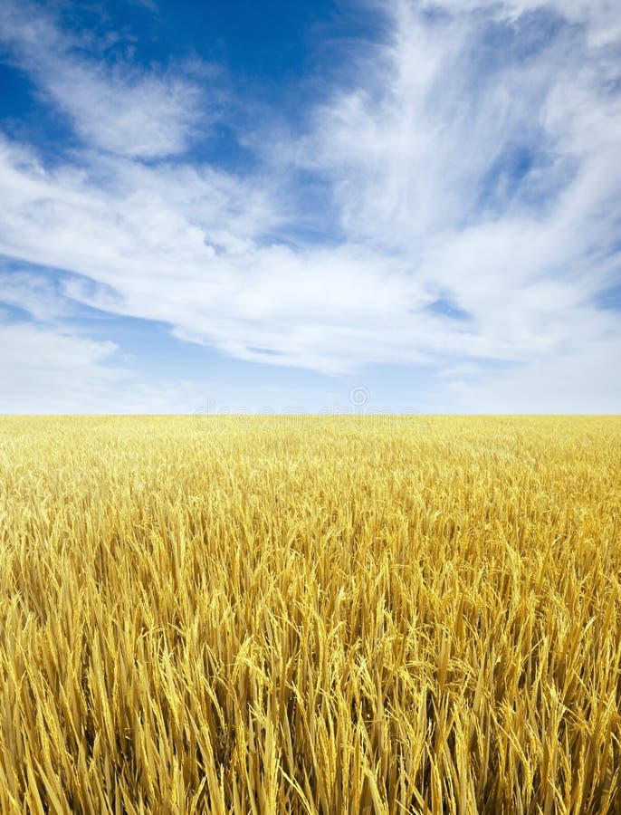 Wheat field and beyond stock image. Image of cereal, botanical - 2743601