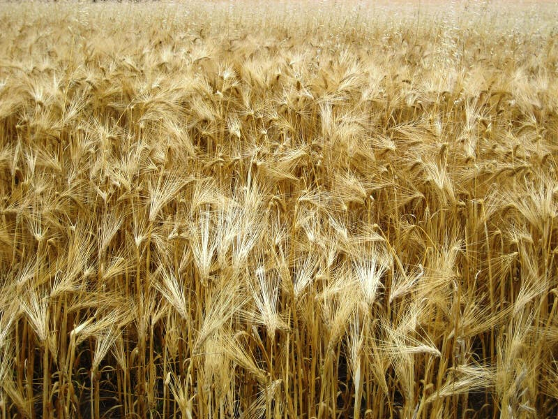 Wheat Field stock photo. Image of crop, fields, summer - 7111376