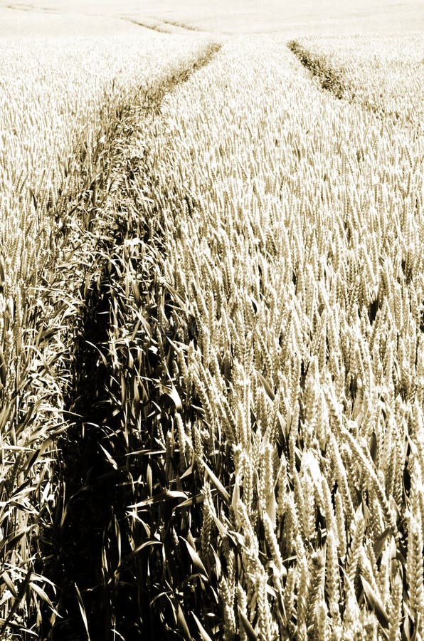 Wheat Field stock photo. Image of countryside, farm, texture - 879408