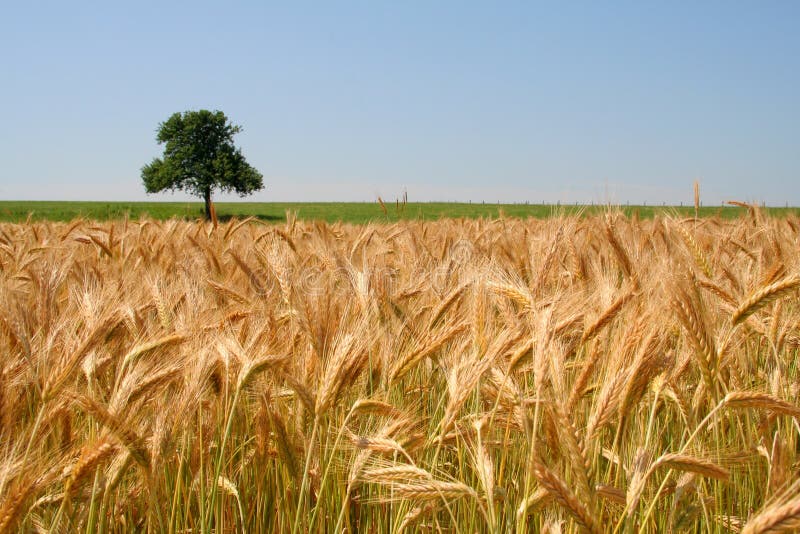 Wheat field stock photo. Image of ingredient, wheat, sunny - 940046