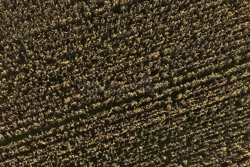 Wheat Field from Above. Agricultural Texture Stock Photo - Image of ...