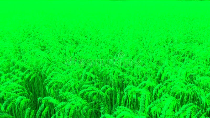 Wheat field abstract stock photo. Image of field, offset - 241571980