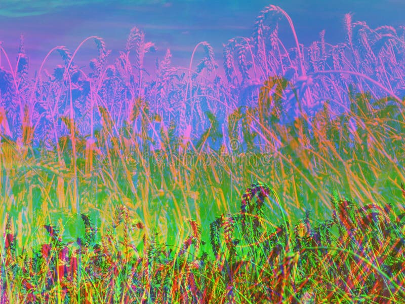 Wheat field abstract stock image. Image of summer, plant - 240457425